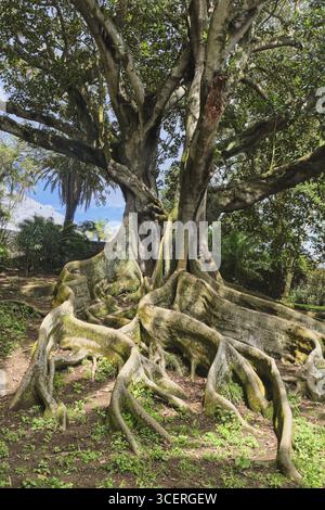 Ficus macrophylla, sao miguel island, azores Stock Photo - Alamy