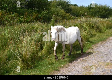 Horse on Landimore Marsh, Llanmadoc, Gower Peninsula, South Wales, UK ...