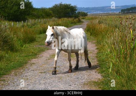 Horse on Landimore Marsh, Llanmadoc, Gower Peninsula, South Wales, UK ...
