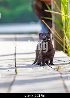 A mink with prey fish in its mouth Stock Photo - Alamy
