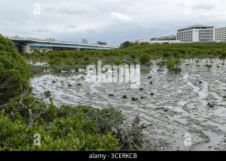 Sightseeing Manko Waterbird and Wetland Centre, mangrove forests at low ...