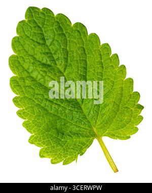 Vertical macro of green Melissa officinalis foliage with fine ...