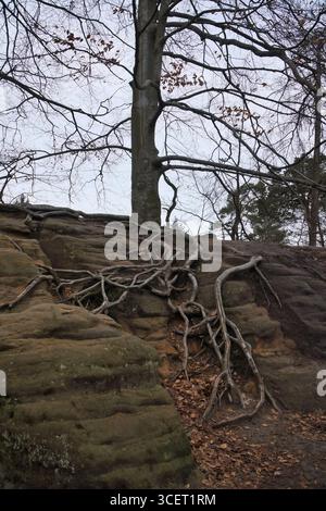 impressive root structure of a tree Stock Photo - Alamy