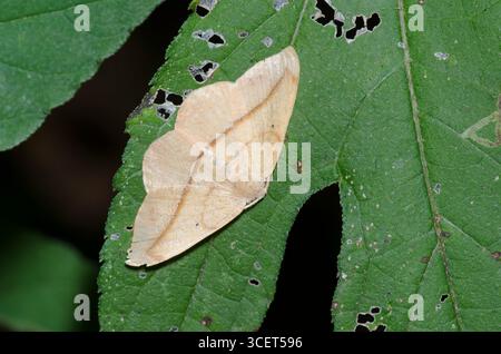 Juniper Geometer Moth (Patalene olyzonaria Stock Photo - Alamy