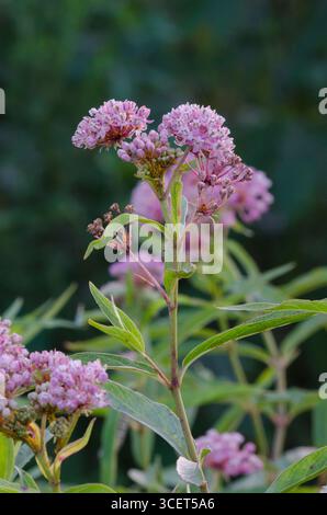 Pink Asclepias incarnata, the swamp milkweed, rose milkweed, rose ...