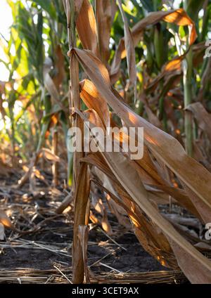 Dried corn cobs, damaged by the severe drought that hit Italy this year ...