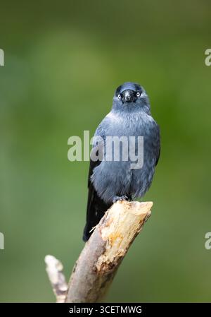 Closeup shot of a rook perched on a column under the trees Stock Photo ...