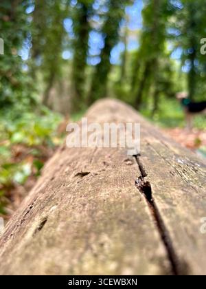 Scenic wooden boardwalk crossing a natural peat bog with pine trees ...