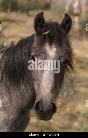 A herd of Australian alpine Brumbies in a Horse Yard at the Long Plain ...