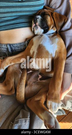 Boxer - puppy sleeping Stock Photo - Alamy