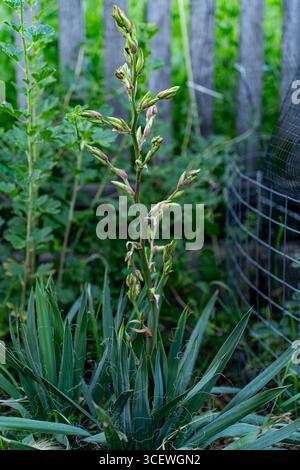 Close-up of plant with long pointed green leaves and central reddish ...