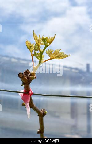 beautiful branch with young leaves against the background of a green ...