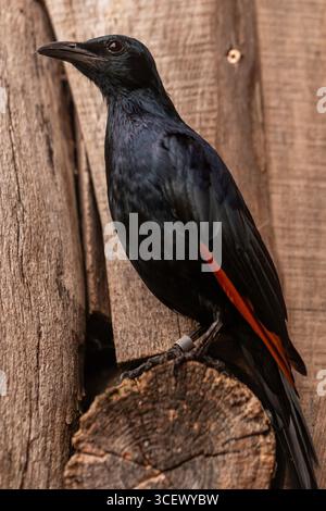 bird wing feather resting on a gray background Stock Photo - Alamy