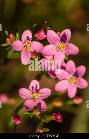 Common centaury flower (Centaurium erythraea Stock Photo - Alamy
