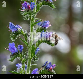 purple flowers for honey production, agricultural fields where purple ...