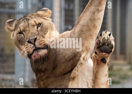 African lion Tau celebrates his seventh birthday with lots of fresh ...