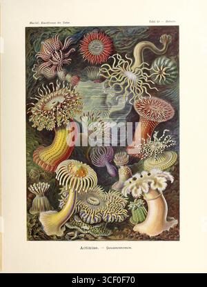 Sea anemone- (microscope Stock Photo - Alamy
