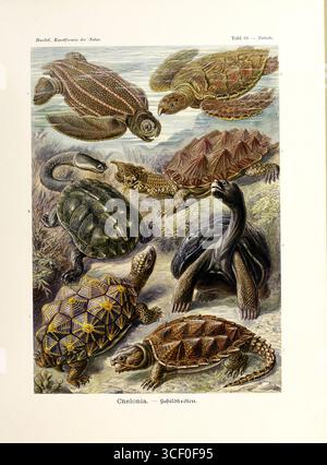 Sea natural shell, original pattern of marine life. Safety Shelter for ...