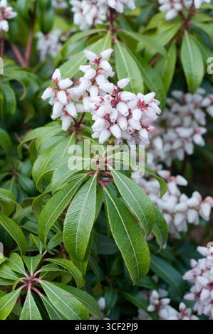 Pieris japonica 'Bonfire' Stock Photo - Alamy