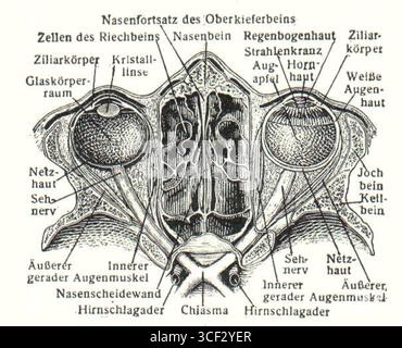 This diagram from Meyers Blitz-Lexikon 1932 depicts the ligaments of ...