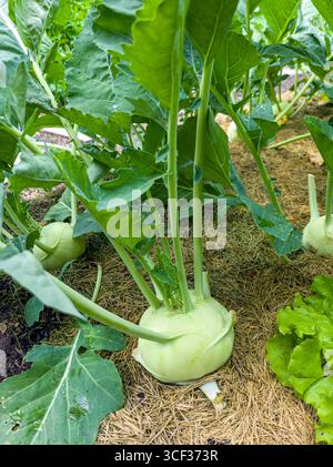 Kohlrabi Green vegetables Fresh kohlrabi in male hands in a sunny ...