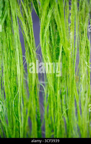 Pineapple fibers made from leaves of pineapple plant from Southern ...