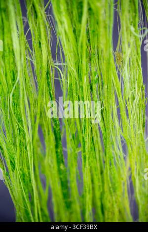 Pineapple fibers made from leaves of pineapple plant from Southern ...