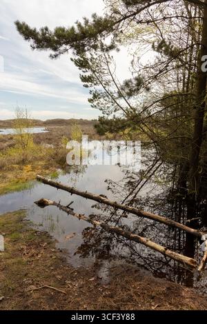View of a moor landscape with lake and vegetation in the forest area on ...