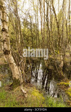 wooded bog, wetland landscape with birch forests on a peat Stock Photo ...
