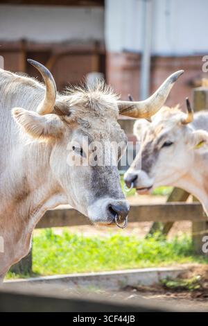 Hungarian Steppe Cattle Stock Photo - Alamy