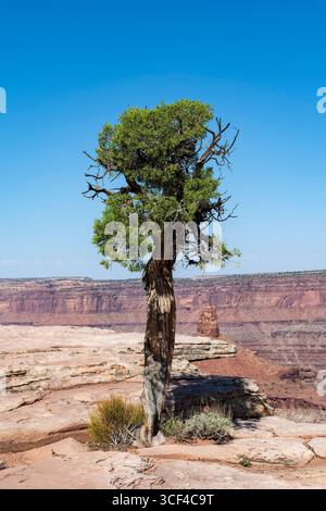 Colorado River canyon with juniper along West Rim Trail, Dead Horse ...