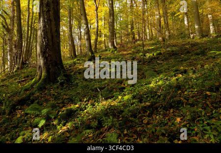 Gangolfsberg nature reserve in the core zone of the Rhön biosphere ...