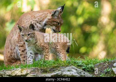 Eurasian lynx (Lynx lynx) mother with her youngster, Austria, Europe ...