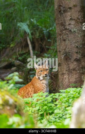 Eurasian lynx / Northern lynx (Lynx lynx lynx) hunting in deep snow in ...