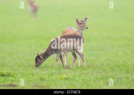 European fallow deer (dama dama) on a foggy morning in autumn, Bavarian ...