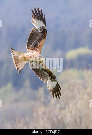 A red kite (Milvus milvus) banking in flight against a bright white sky ...