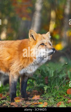 Portrait of Red Fox (Vulpes vulpes) with leaves in foreground. Germany ...
