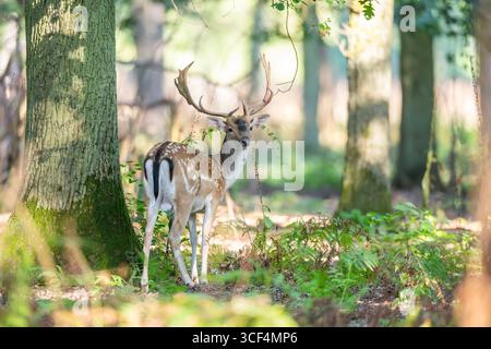 A closeup of a graceful European fallow deer grazing on grass in a ...