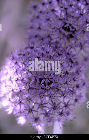Ornamental onion, macro shot of an ornamental onion Stock Photo - Alamy