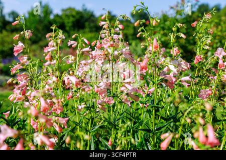 flowering Penstemon hybrid, bearded thread hybrid, June Tune Stock ...