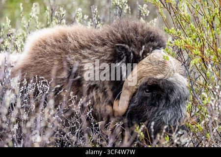 A single musk ox in Dovrefjell National Park in Norway Stock Photo - Alamy