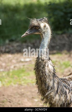 Emu (Dromaius novaehollandiae), Germany Stock Photo - Alamy