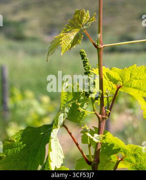 Young fresh juicy spring green onion Stock Photo - Alamy