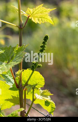 Young inflorescence of grapes on the vine close-up. Grape vine with ...