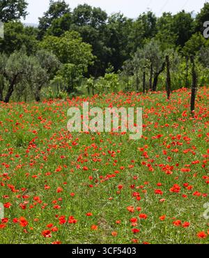 red poppies on green field Stock Photo - Alamy