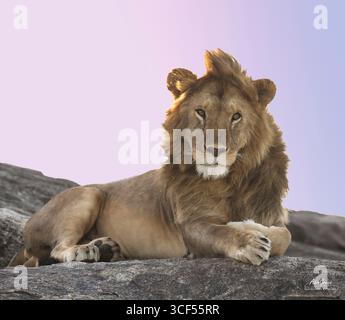 A lion relaxing on a rock in the zoo Stock Photo - Alamy