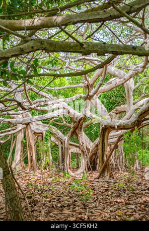 A vibrant forest landscape showcasing its unique ecosystem, featuring ...