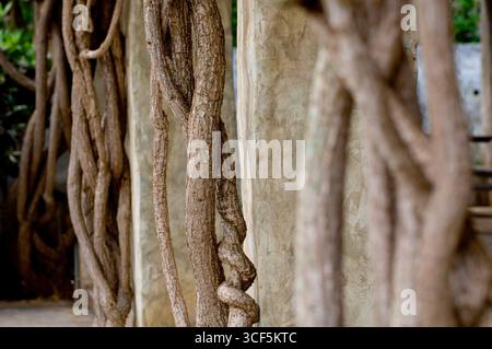 Shallow focus of stone square pillars with weathered surfaces making ...