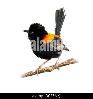 A closeup of a red-backed fairywren bird perching on a tree branch ...