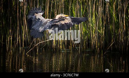 A single grey Heron in flight to its nest Stock Photo - Alamy